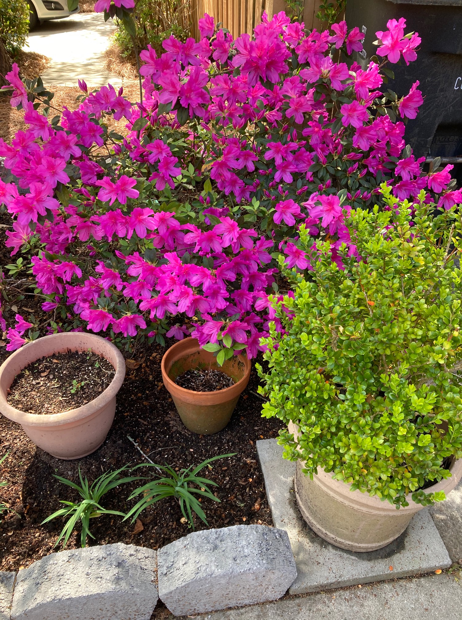 Azaleas Grace Spring Landscape – Garden Gleanings